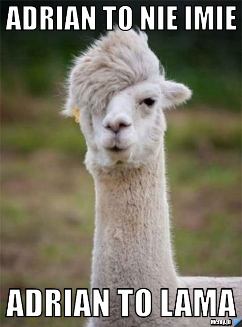 Adrian to nie imie adrian to lama - Memy.pl