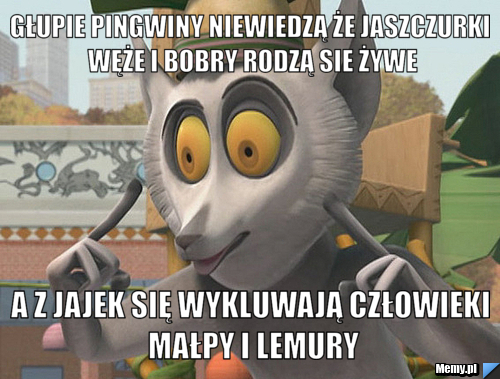 Głupie pingwiny niewiedzą że jaszczurki węże i bobry rodzą sie żywe a z ...